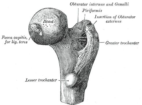 Oberschenkelknochen – AnthroWiki