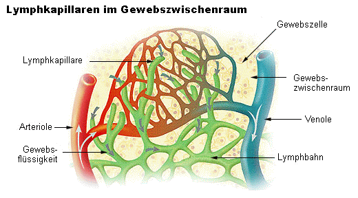 Lymphatisches System – AnthroWiki