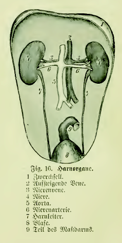 Harnorgane – AnthroWiki