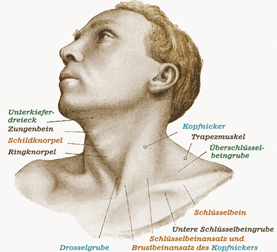 Zungenbein – AnthroWiki