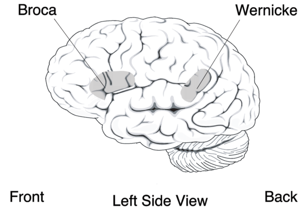 Broca-Areal – AnthroWiki