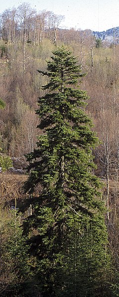 Tannen (Abies) – AnthroWiki