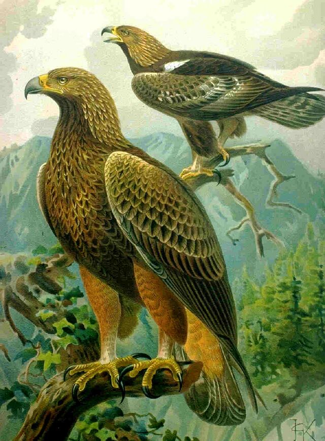 Adler – AnthroWiki