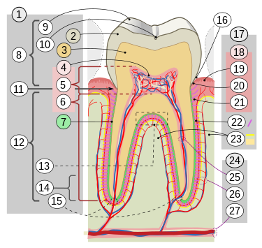 Zähne – AnthroWiki