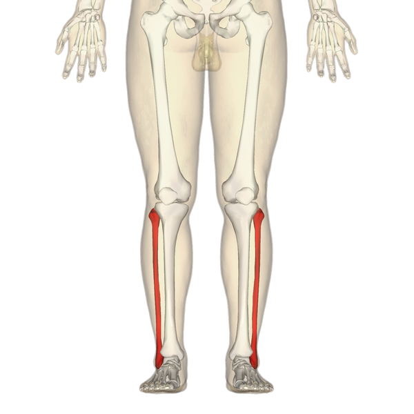 Wadenbein – AnthroWiki