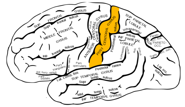 Gyrus postcentralis – AnthroWiki