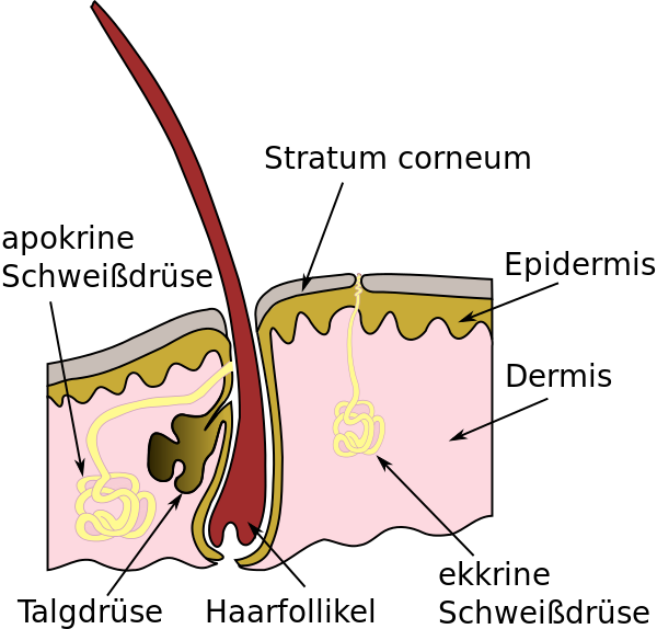 Hautdrüse – AnthroWiki