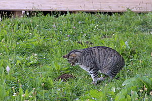 Katzen – AnthroWiki