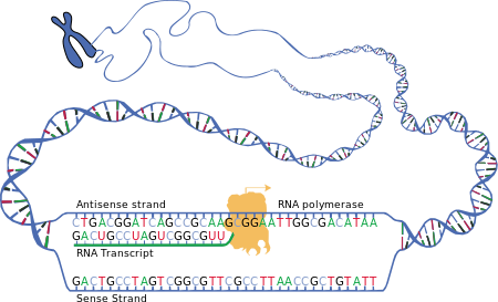 Transkription (Biologie) – AnthroWiki