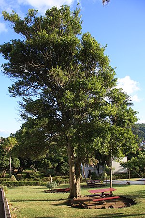 Echter Lorbeer (Laurus nobilis) – AnthroWiki