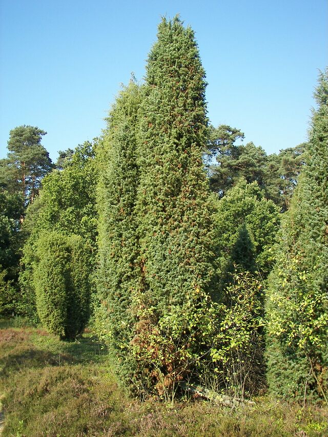 Gemeiner Wacholder (Juniperus communis) – AnthroWiki
