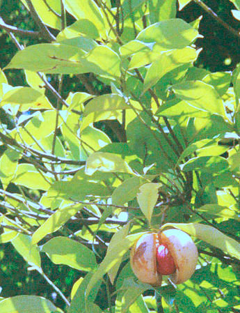 Muskatnussbaum (Myristica fragrans) – AnthroWiki