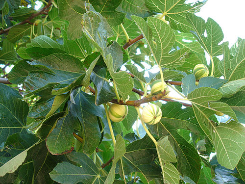 Echte Feige (Ficus carica) – AnthroWiki