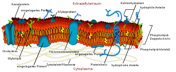 Zellmembran – AnthroWiki