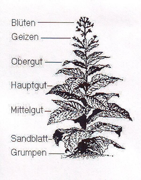 Tabak – AnthroWiki