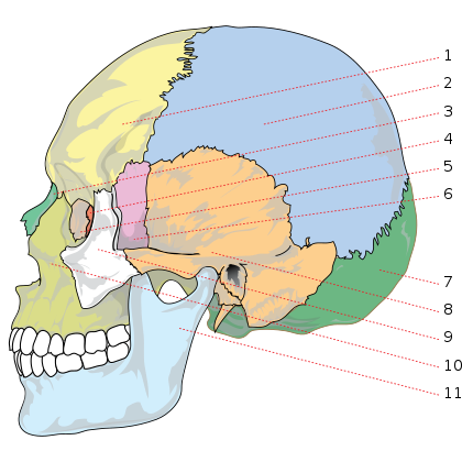 Jochbein – AnthroWiki