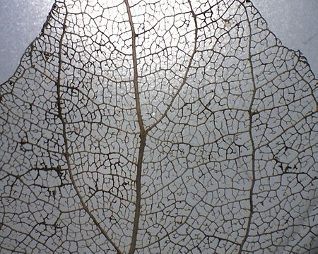 Blatt (Pflanze) – AnthroWiki