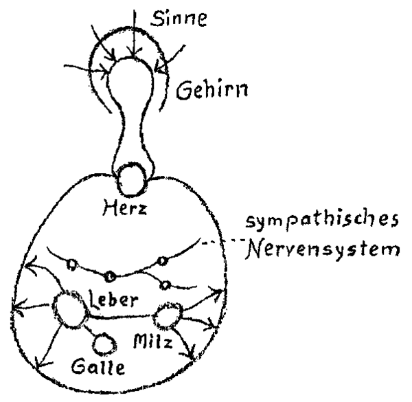 Sympathisches Nervensystem – AnthroWiki