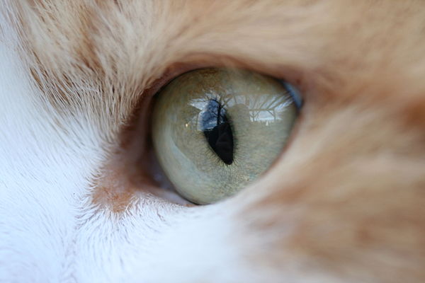 Katzen – AnthroWiki