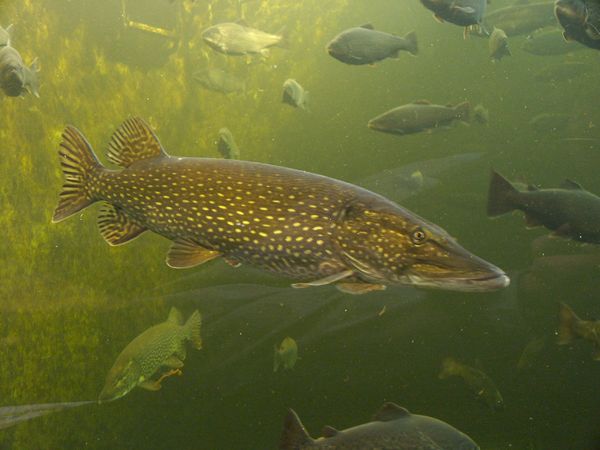 Fische – AnthroWiki