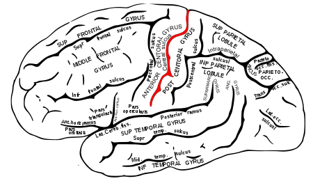 Sulcus centralis – AnthroWiki