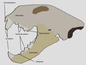 Katzen – AnthroWiki