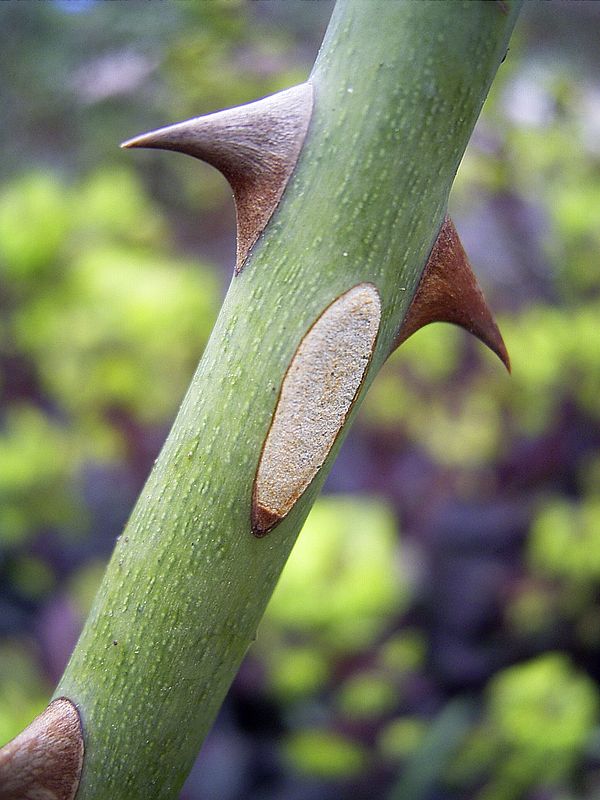 Stachel (Botanik) – AnthroWiki