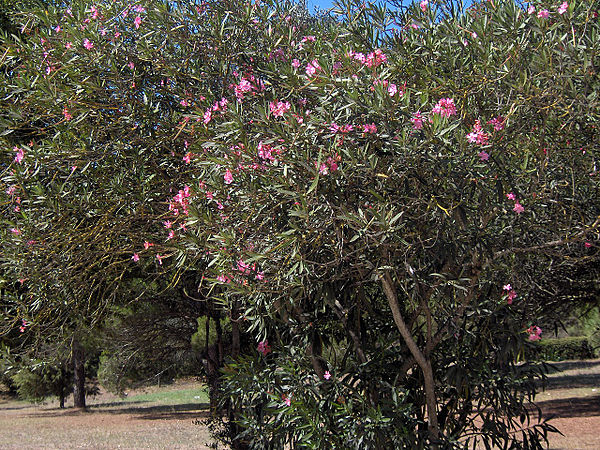 Oleander (Nerium oleander) – AnthroWiki