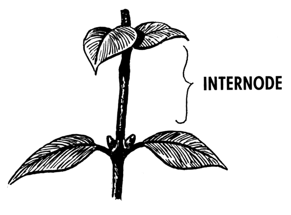 Internodium (Botanik) – AnthroWiki