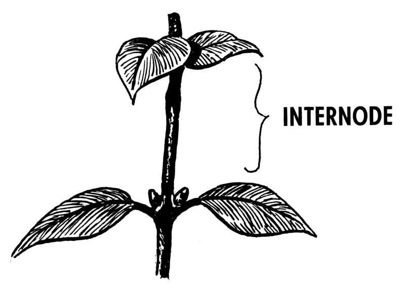 Internodium (Botanik) – AnthroWiki
