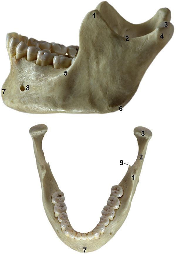 Kiefer (Anatomie) – AnthroWiki
