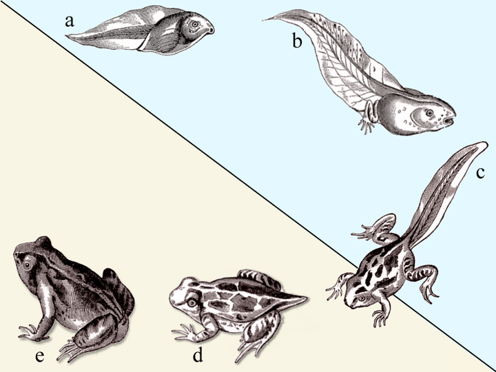 Metamorphose (Zoologie) – AnthroWiki