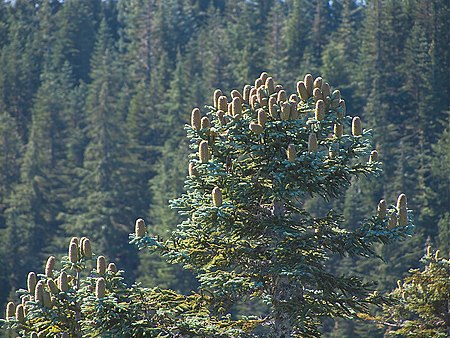 Tannen (Abies) – AnthroWiki