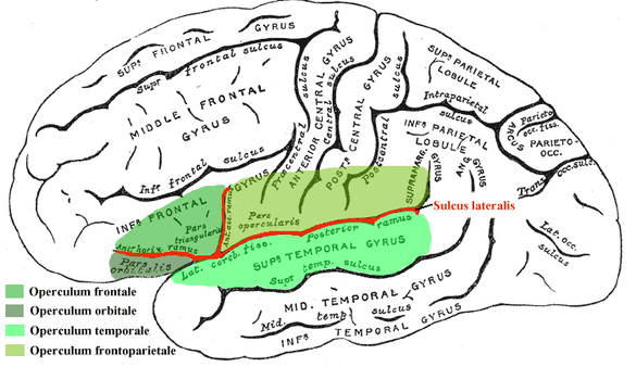 Sulcus lateralis – AnthroWiki