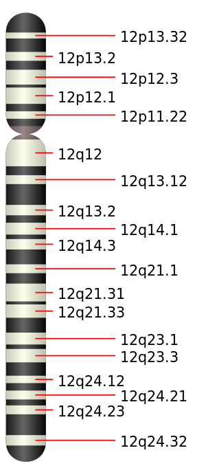 Chromosom 12 (Mensch) – AnthroWiki