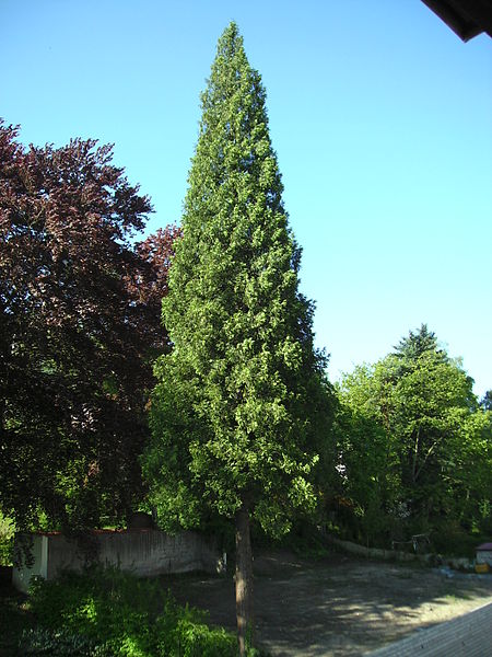 Lebensbäume (Thuja) – AnthroWiki