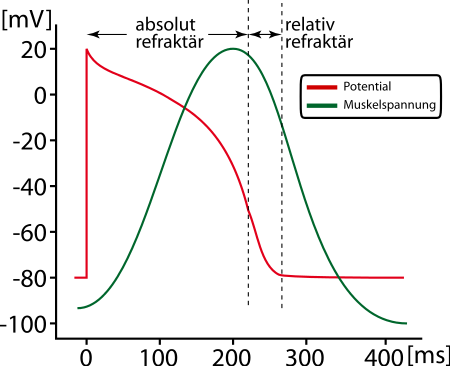 Herzmuskel – AnthroWiki