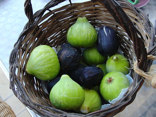 Echte Feige (Ficus carica) – AnthroWiki