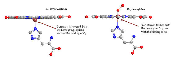 Hämoglobin – AnthroWiki