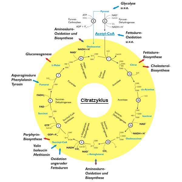 Biochemie – AnthroWiki