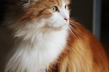 Katzen – AnthroWiki