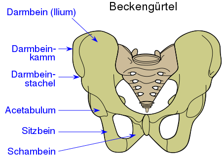 Becken (Anatomie) – AnthroWiki