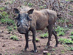 Paarhufer – AnthroWiki