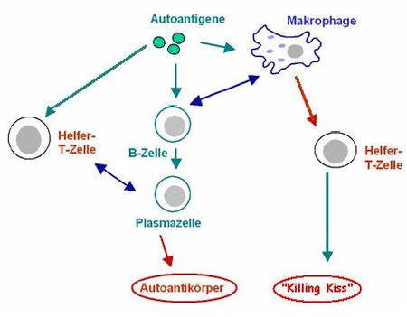 Autoimmunerkrankung – AnthroWiki