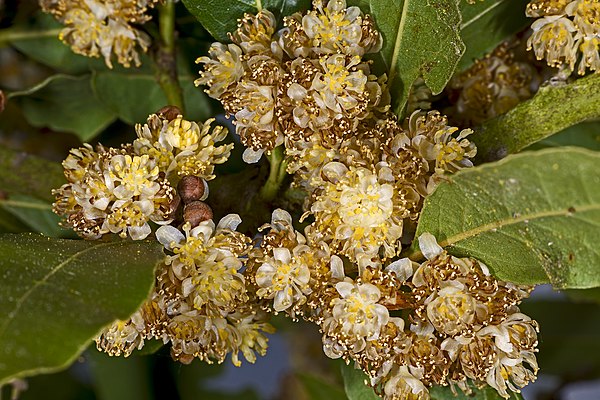Echter Lorbeer (Laurus nobilis) – AnthroWiki
